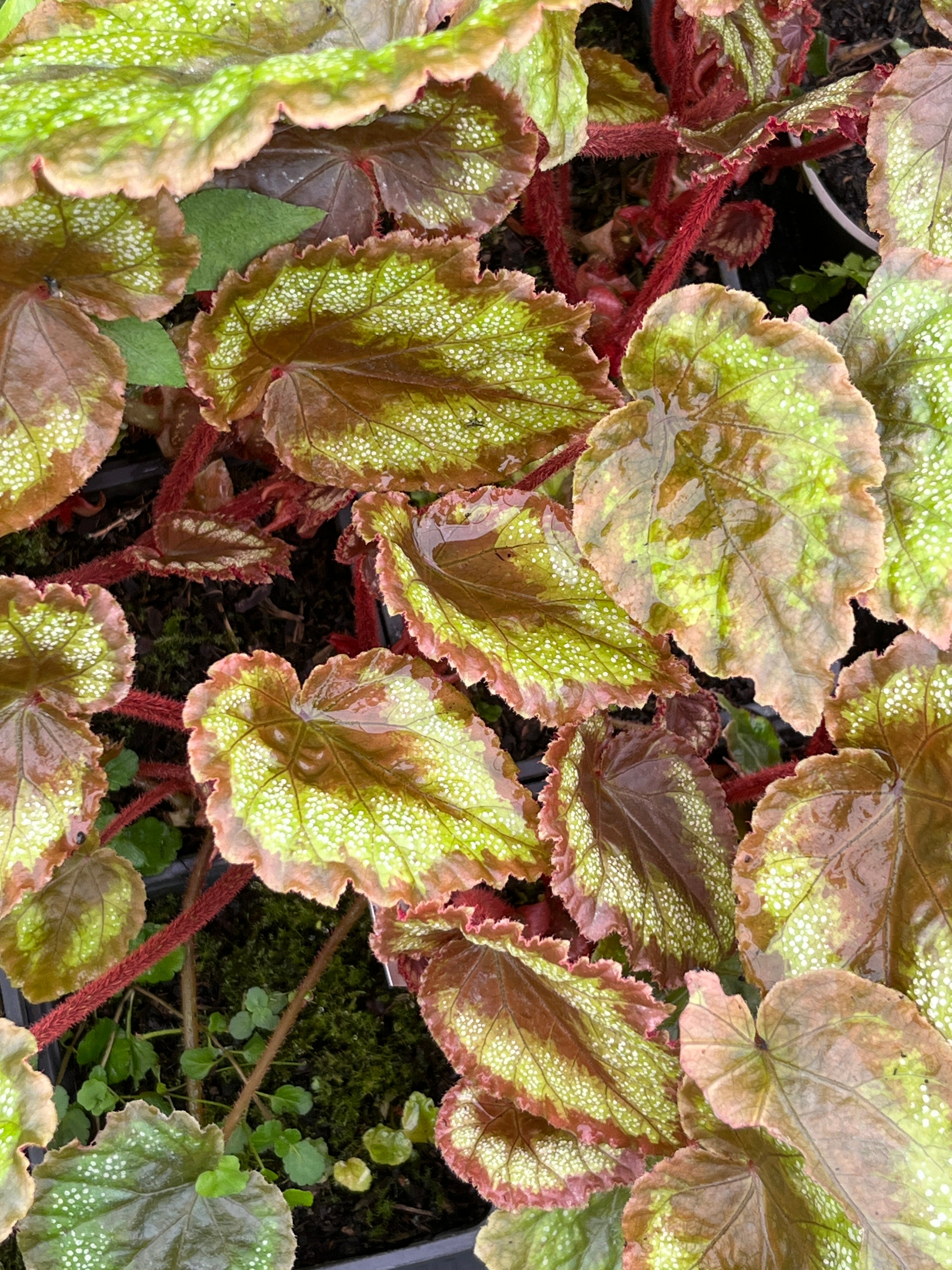 Begonia annulata 'Karma Knonoma' – Edulis