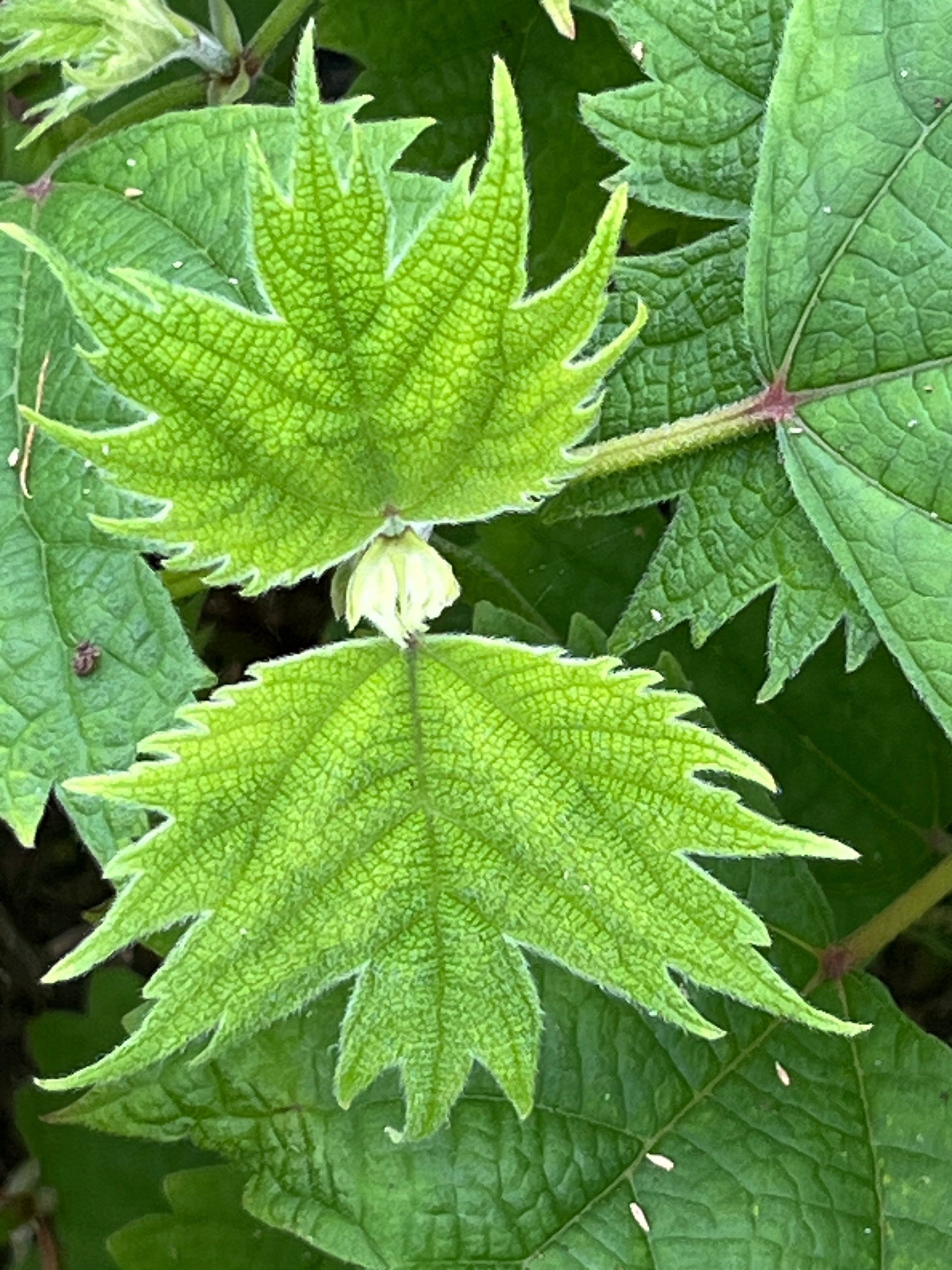 Specialist Plant Nursery | Growers of Rare Plants – Edulis