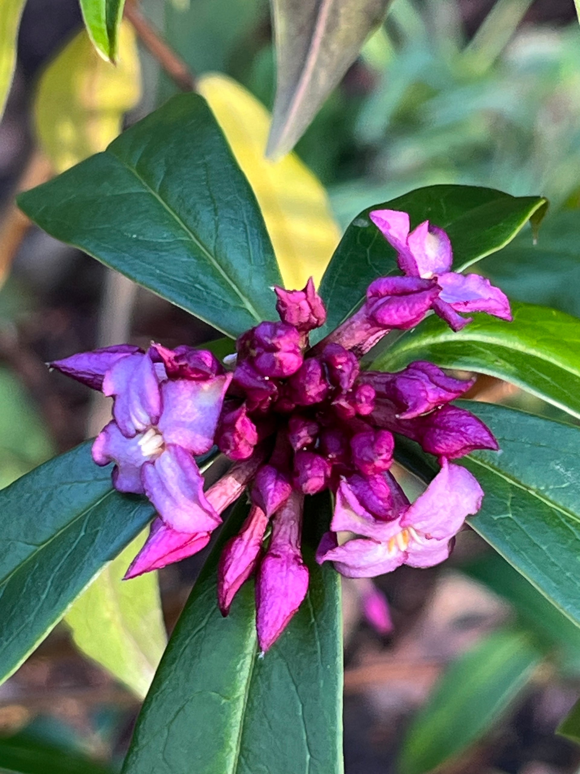 Daphne bholua 'Mary Rose' – Edulis
