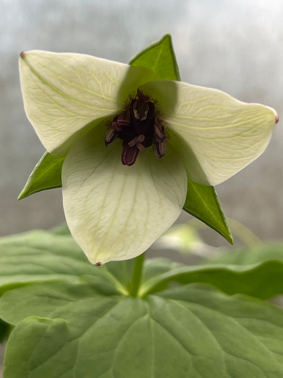 Trillium simile – Edulis