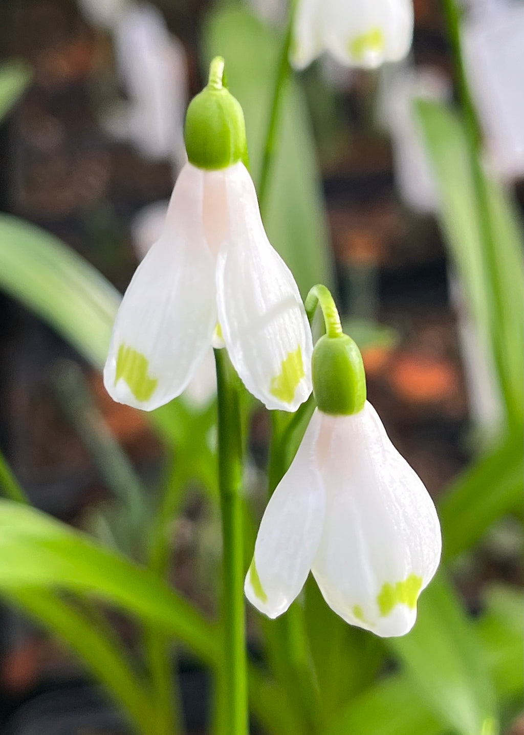 Galanthus woronowii 'Befana' – Edulis