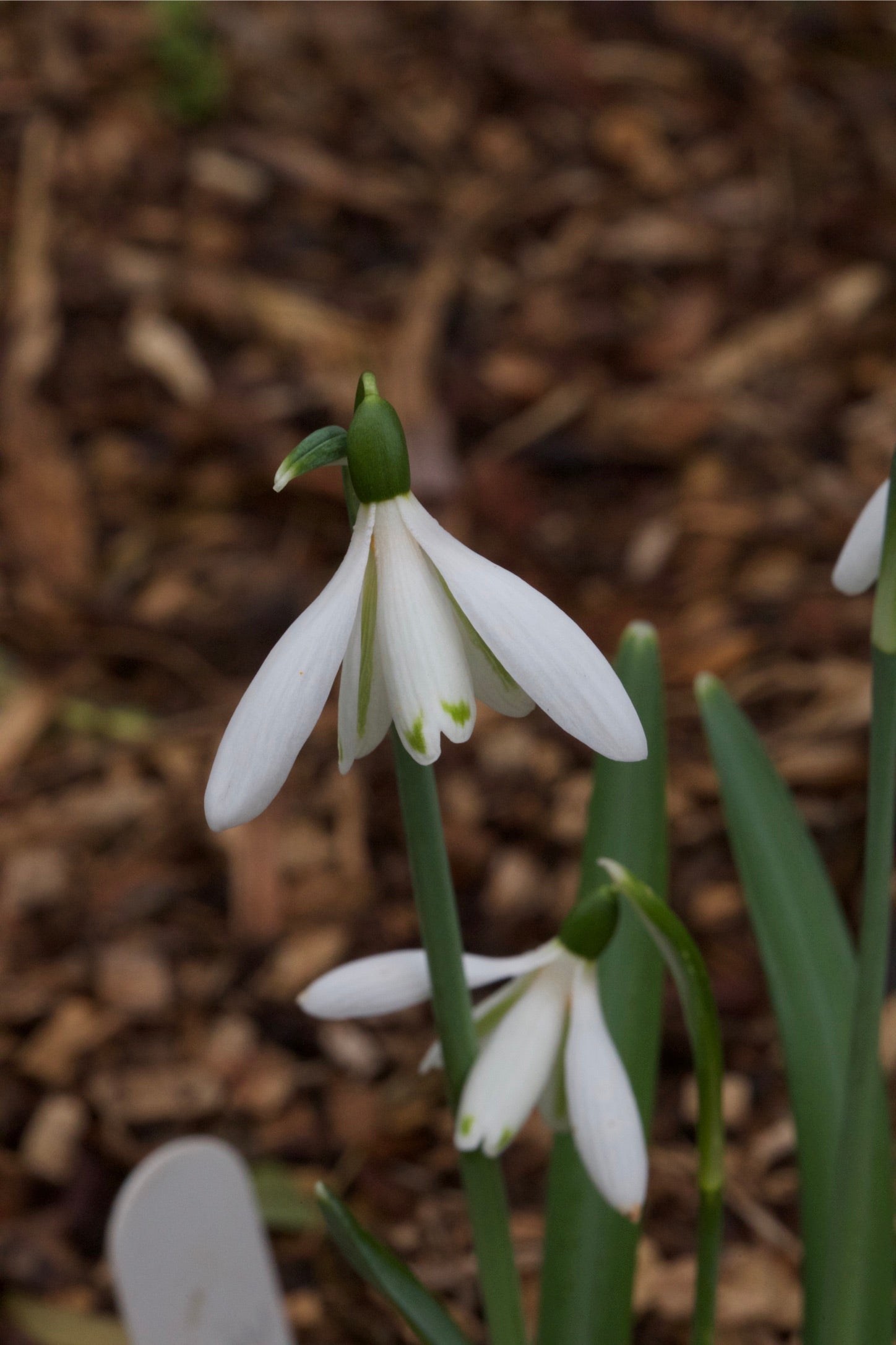 Shop – Page 15 – Edulis