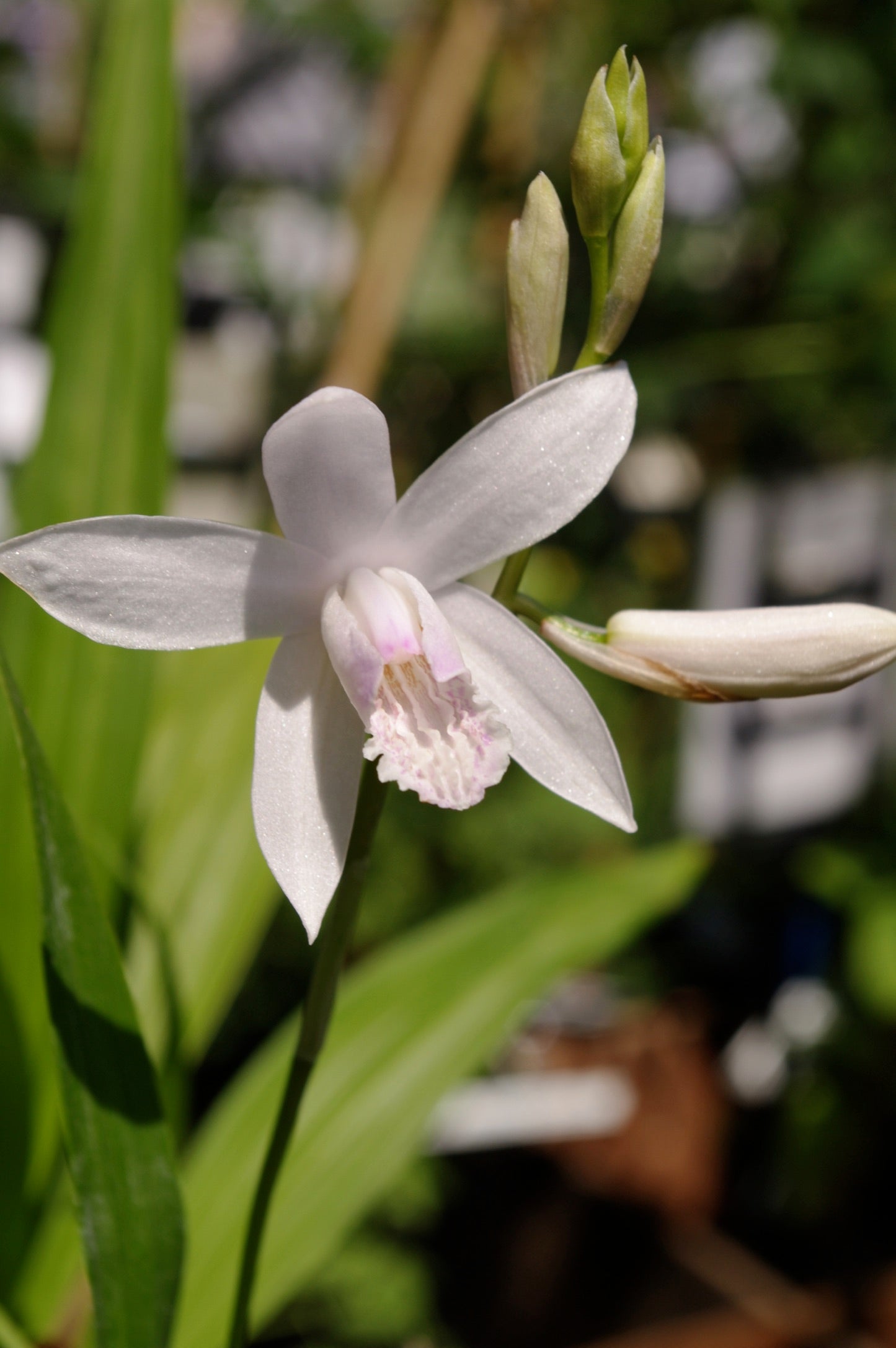 Shop – Page 9 – Edulis