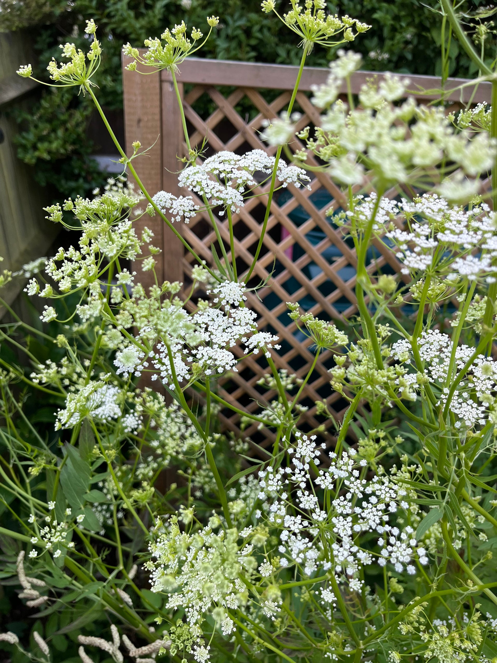 Sium sisarum – Edulis