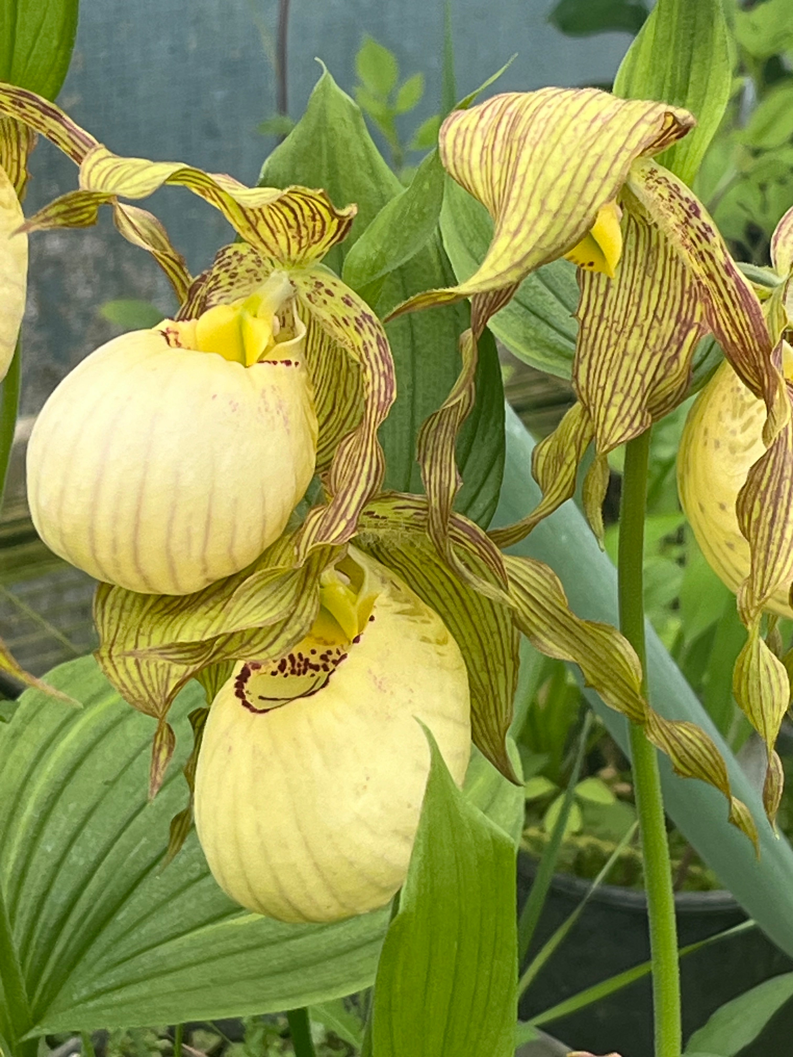 Specialist Plant Nursery | Growers of Rare Plants – Edulis