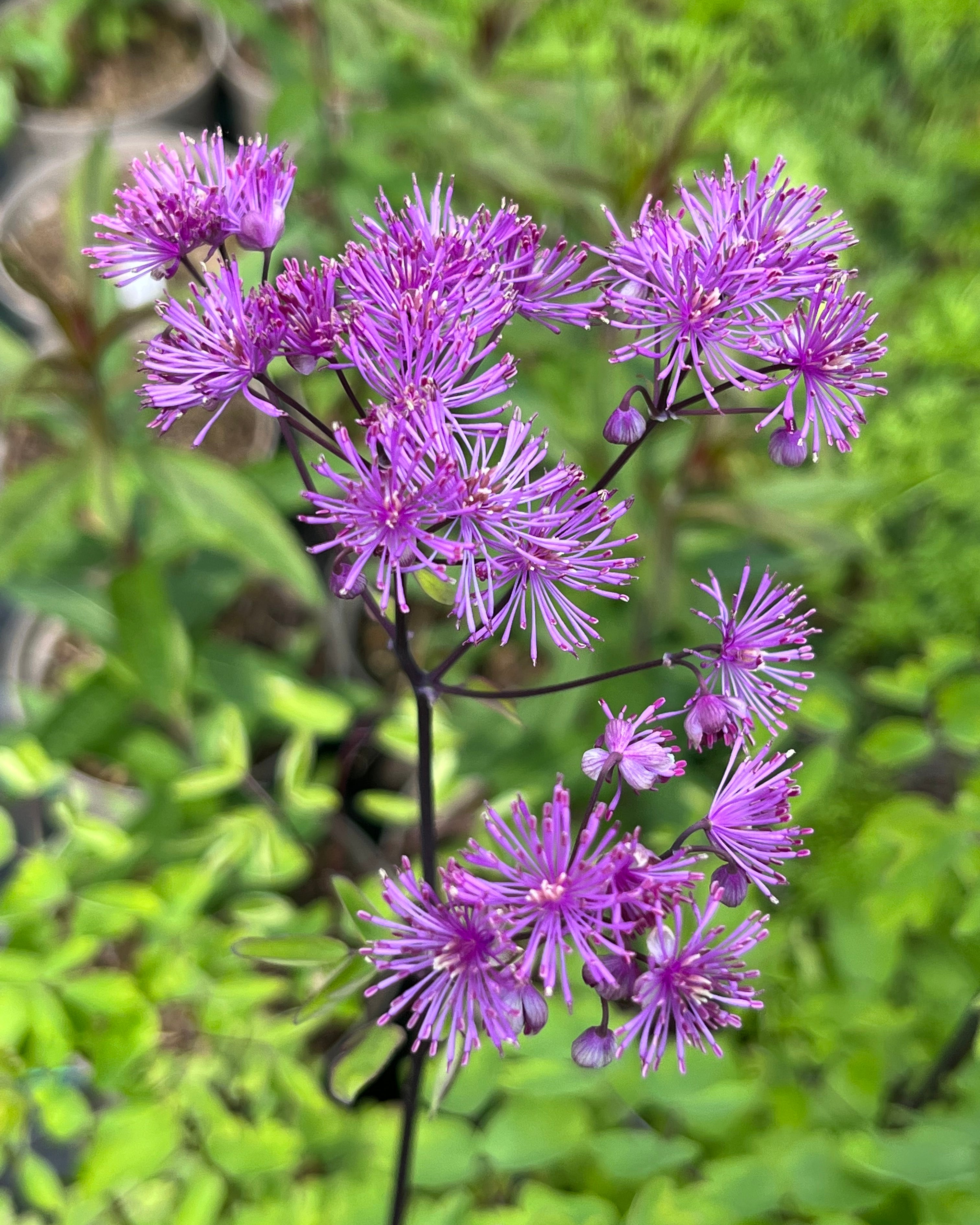 Shop – Page 6 – Edulis