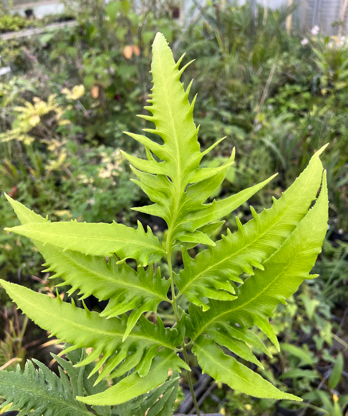 Coniogramme intermedia 'Yoroi Musha' – Edulis