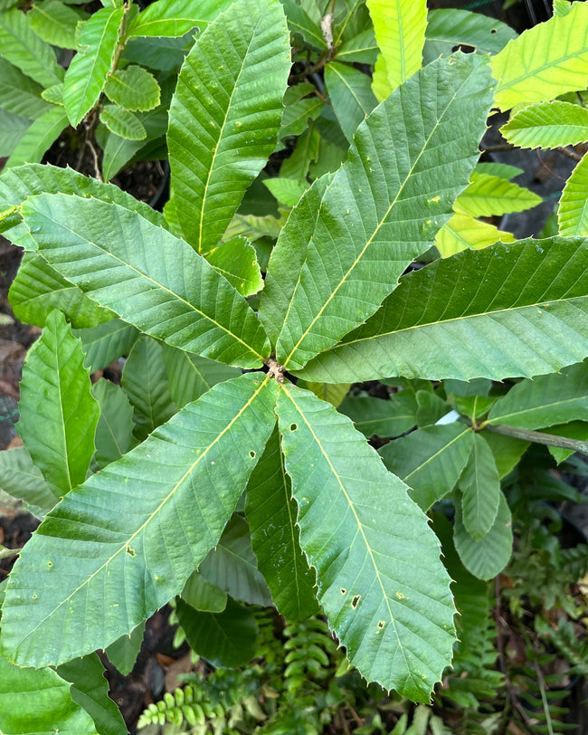 Trees & Shrubs – Page 2 – Edulis