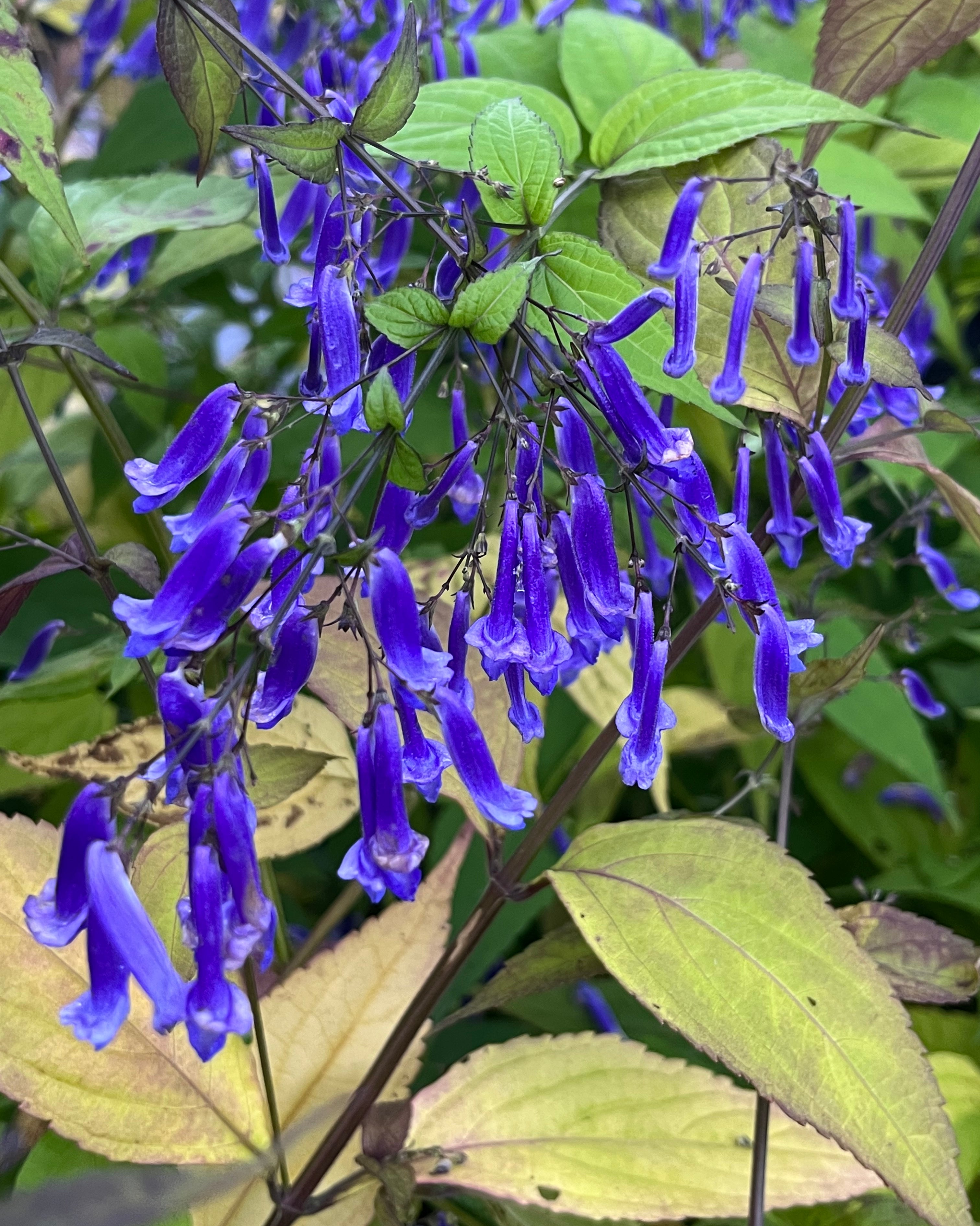 Specialist Plant Nursery | Growers of Rare Plants – Edulis