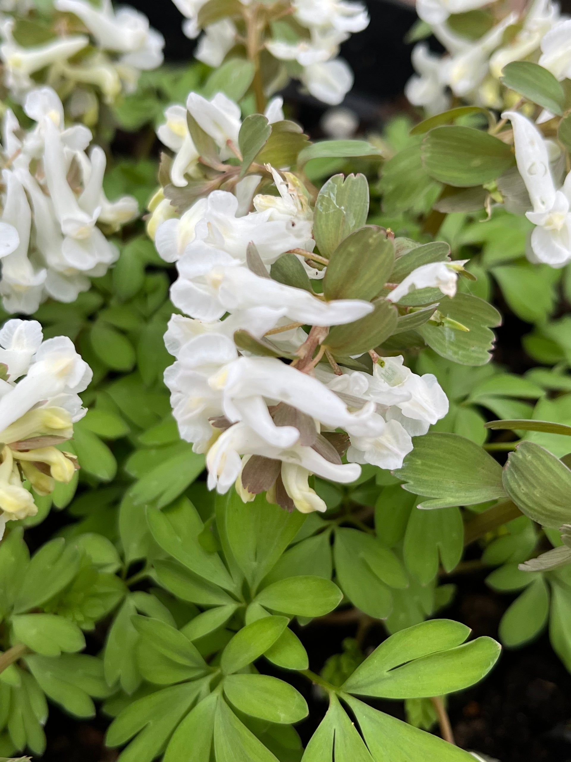Corydalis solida 'White Swallow' – Edulis