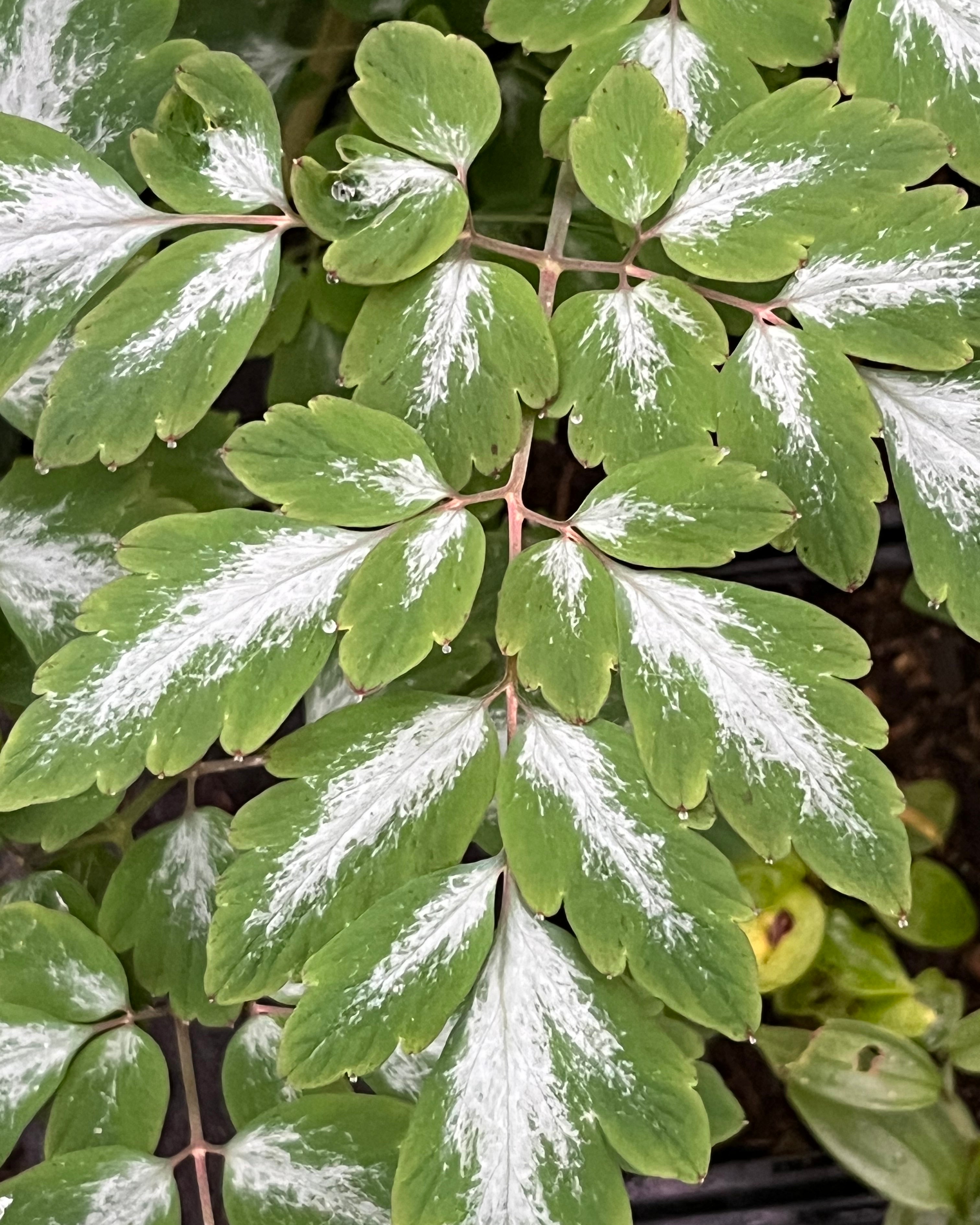 Specialist Plant Nursery | Growers of Rare Plants – Edulis