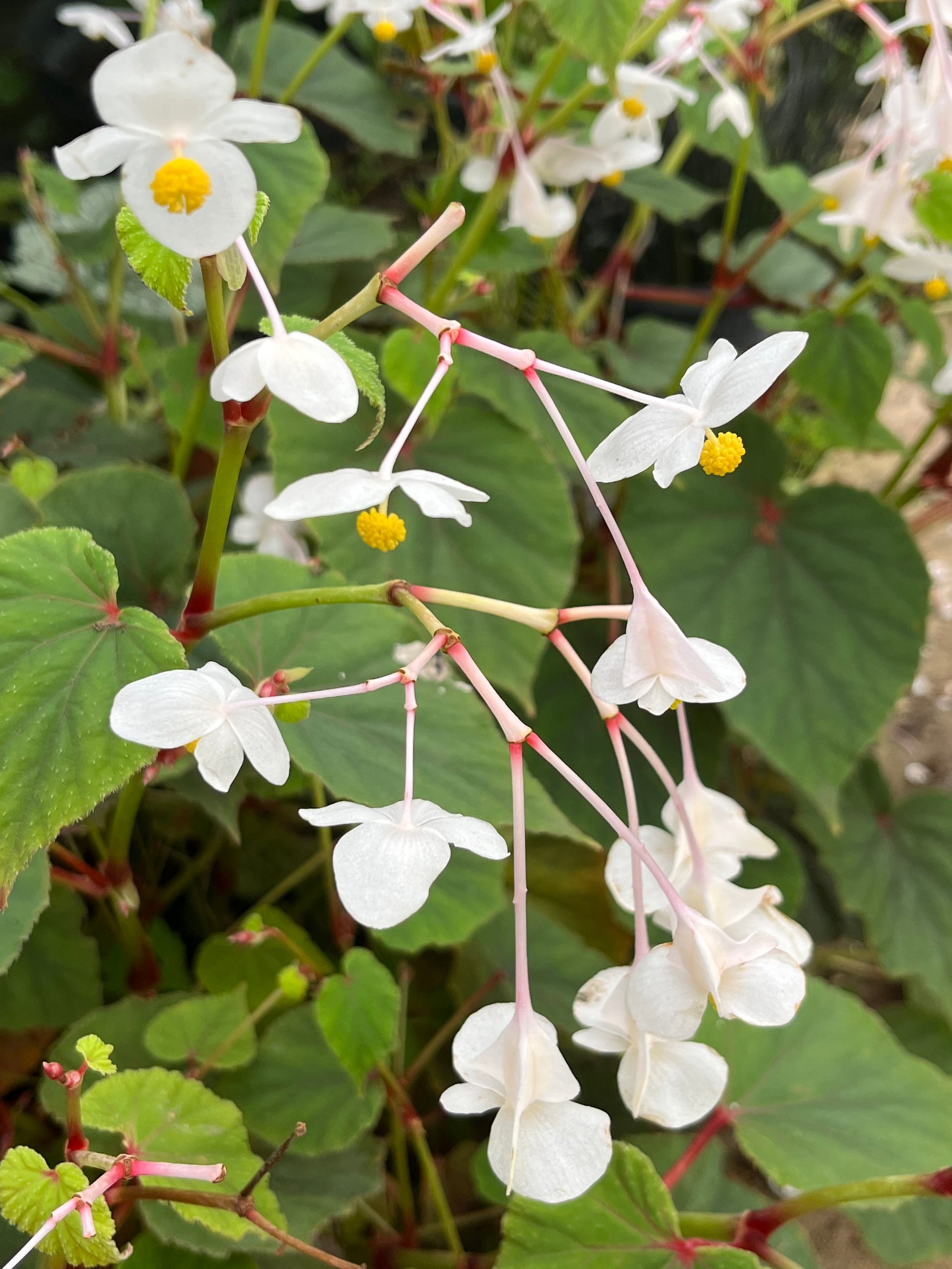 Begonia grandis subsp. evansiana var. alba – Edulis