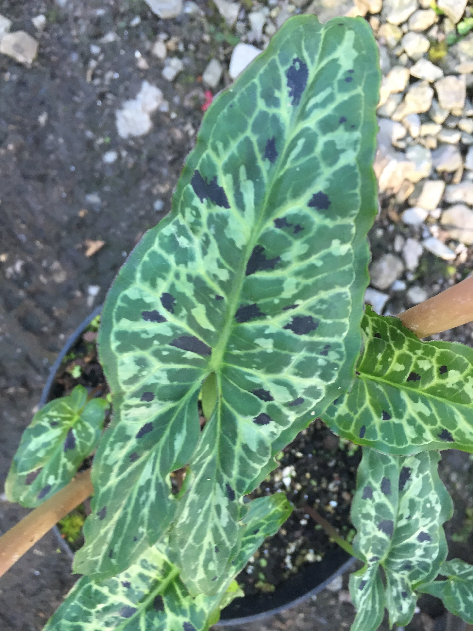 Arum concinnatum 'Mount Ida Form' – Edulis