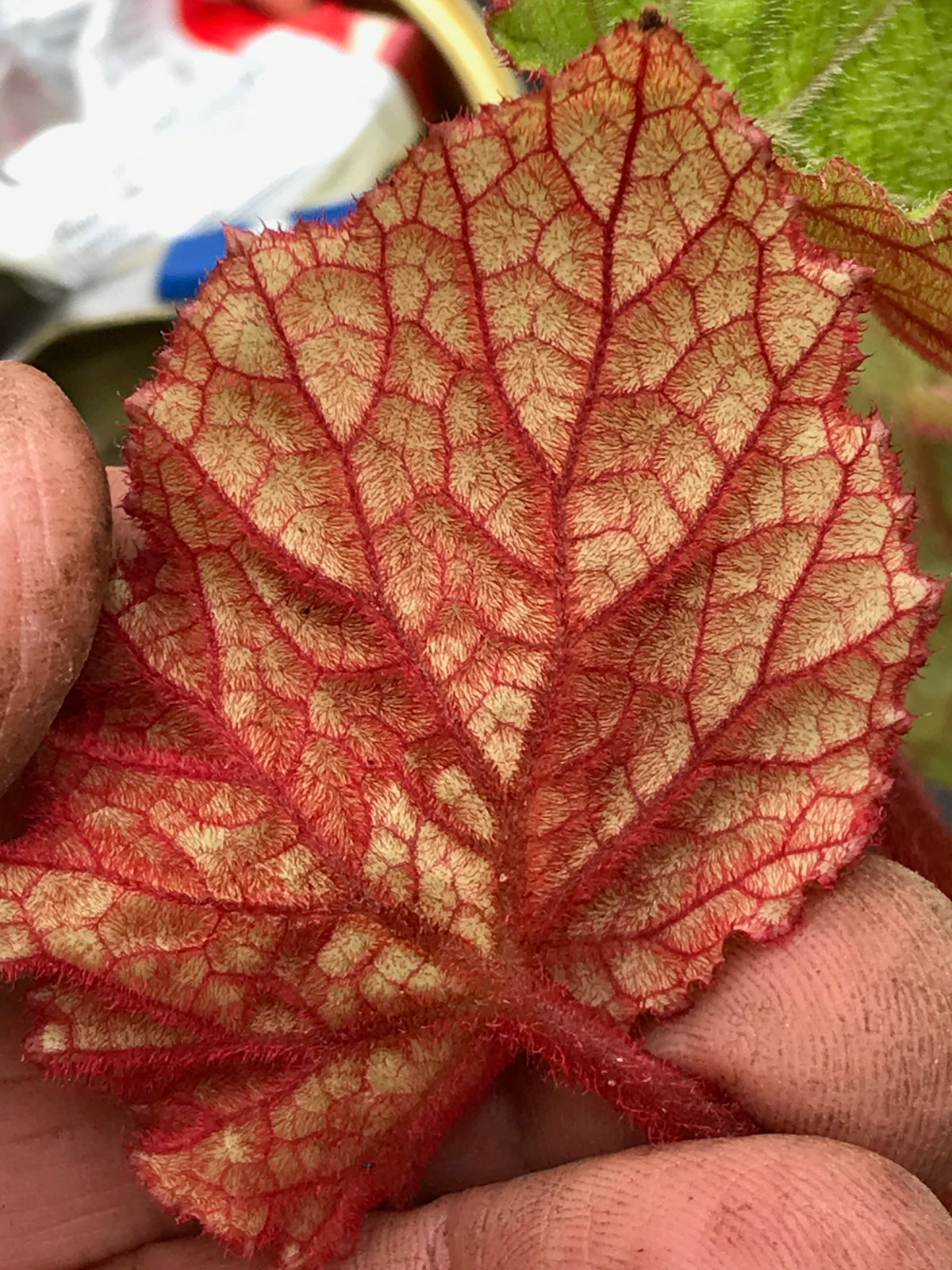 Begonia annulata – Edulis