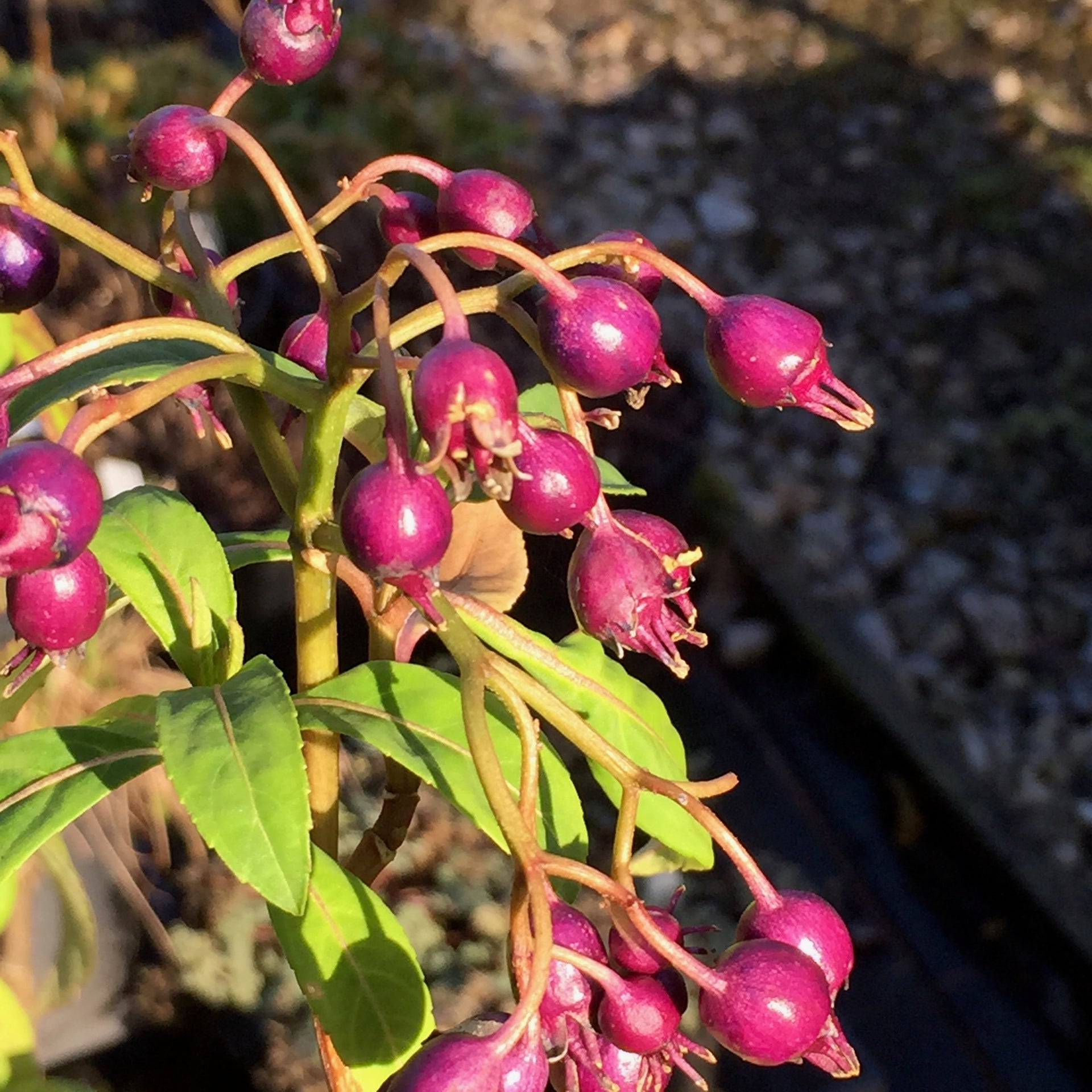 Dichroa 'Long March' – Edulis