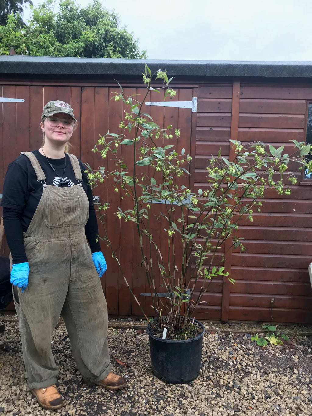 Disporum longistylum ‘Night Lark’ – Edulis