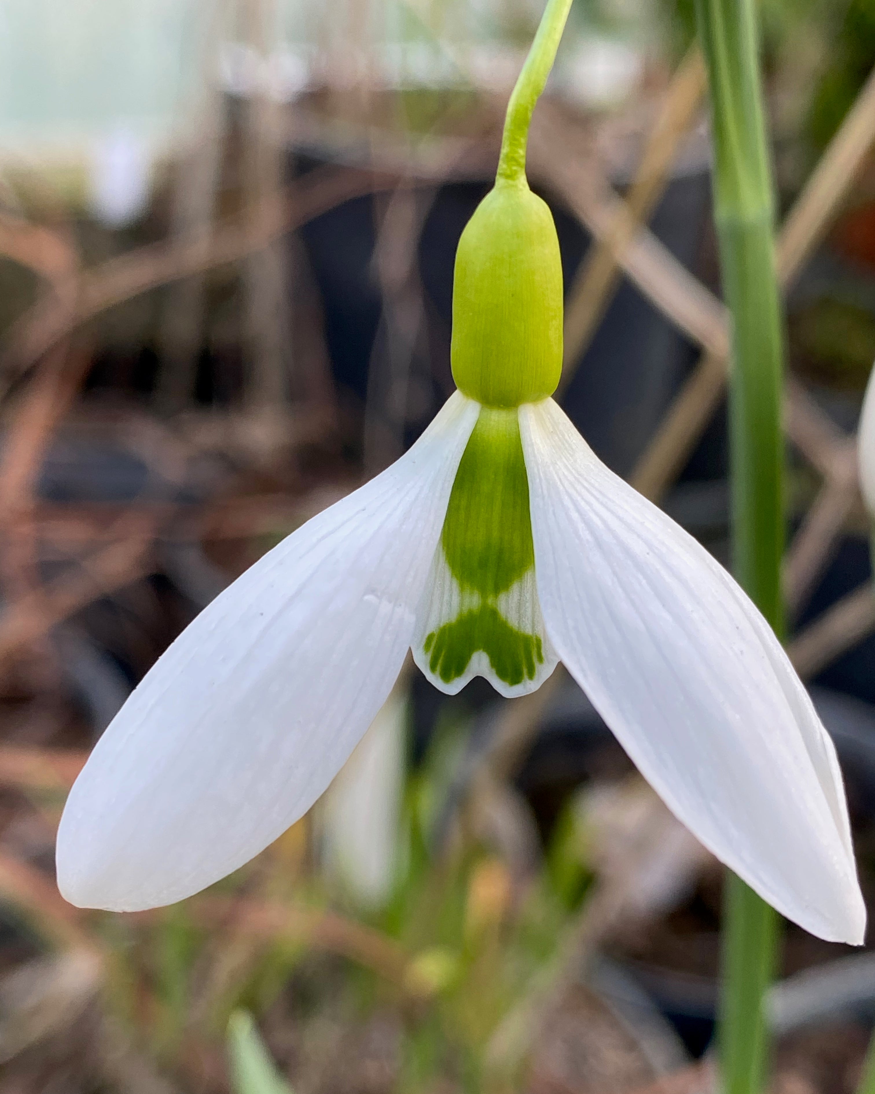 Snowdrops – Page 2 – Edulis