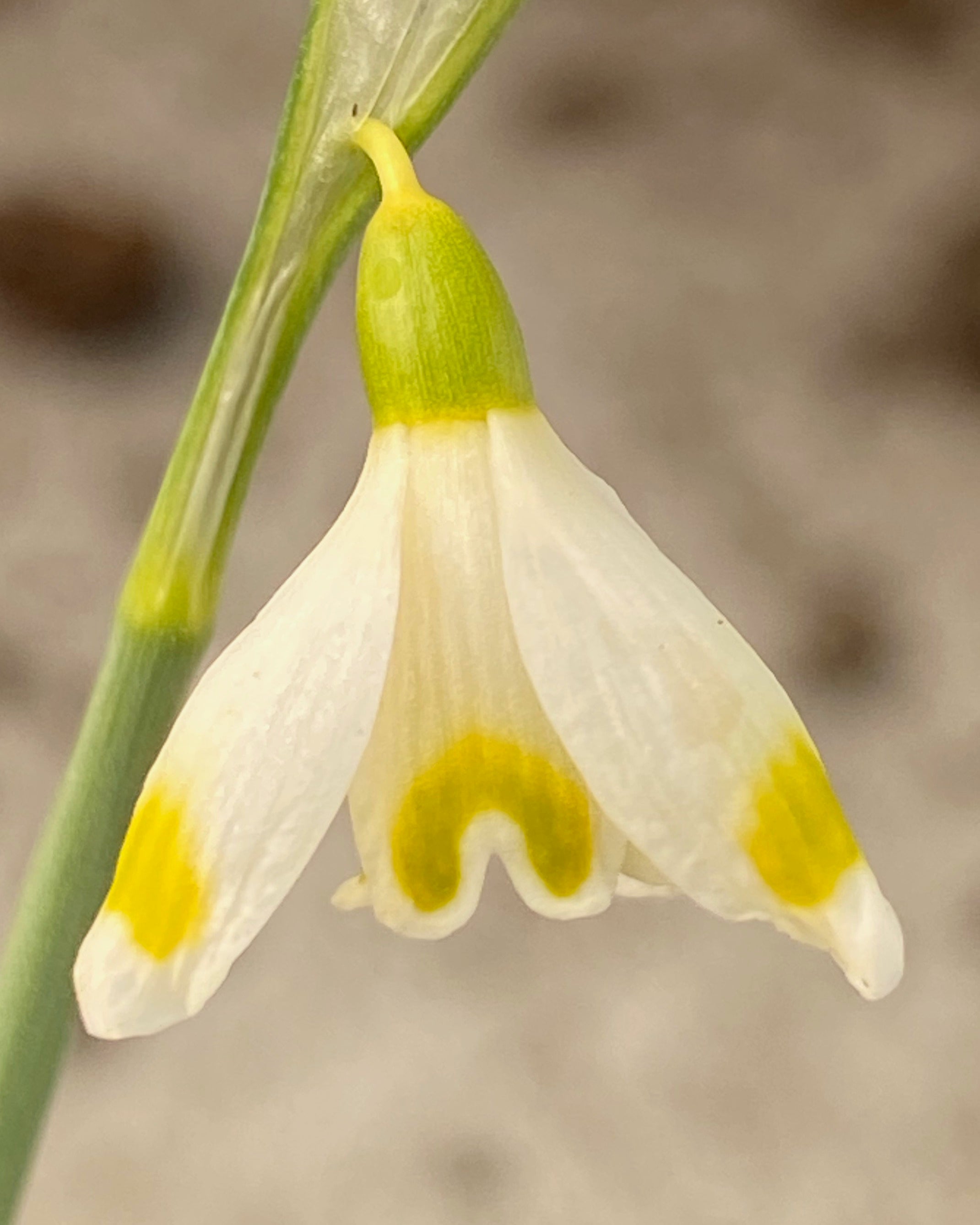 Snowdrops – Tagged "Yellow Snowdrops" – Edulis