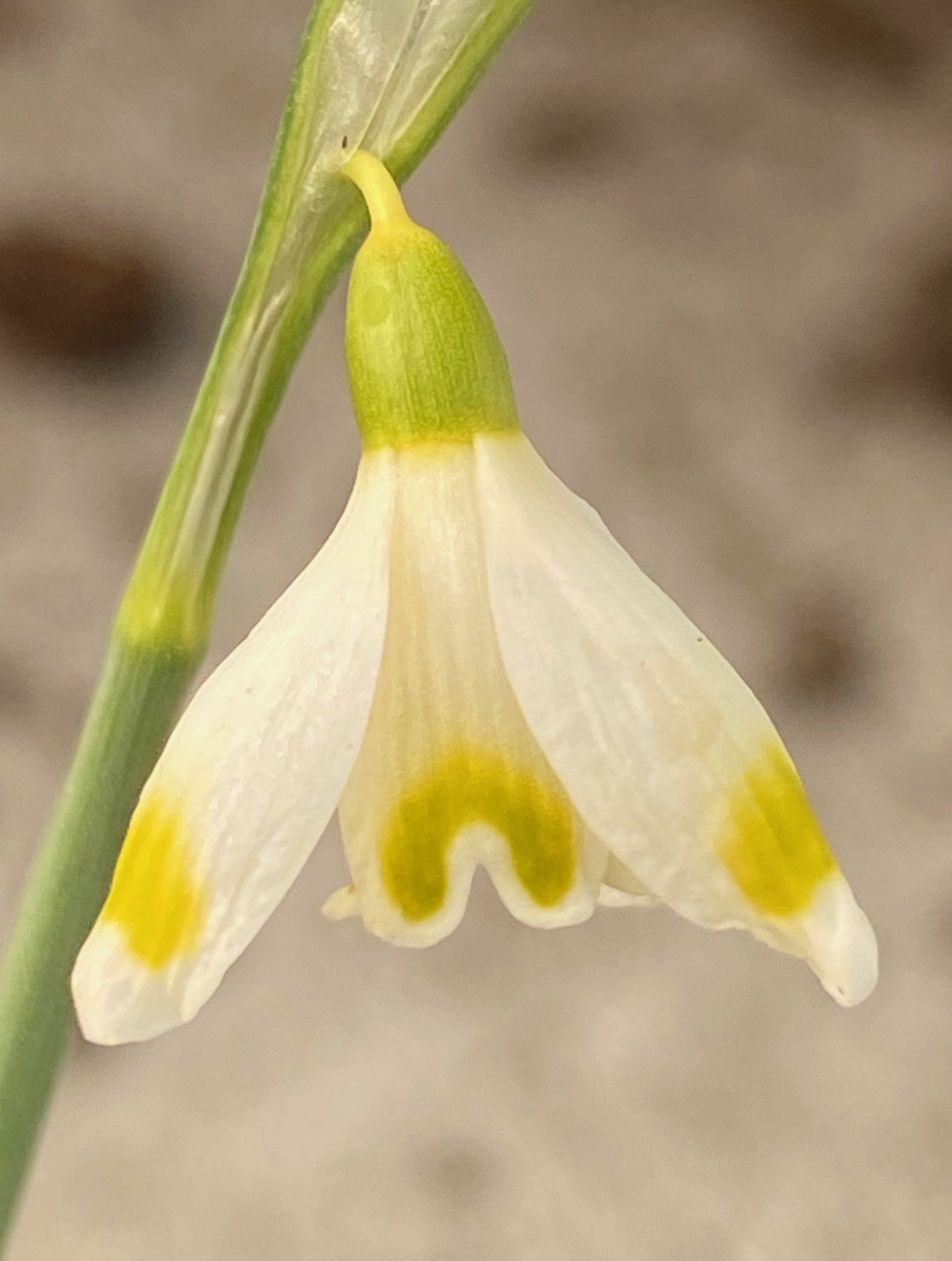 Shop – Tagged "G" – Edulis