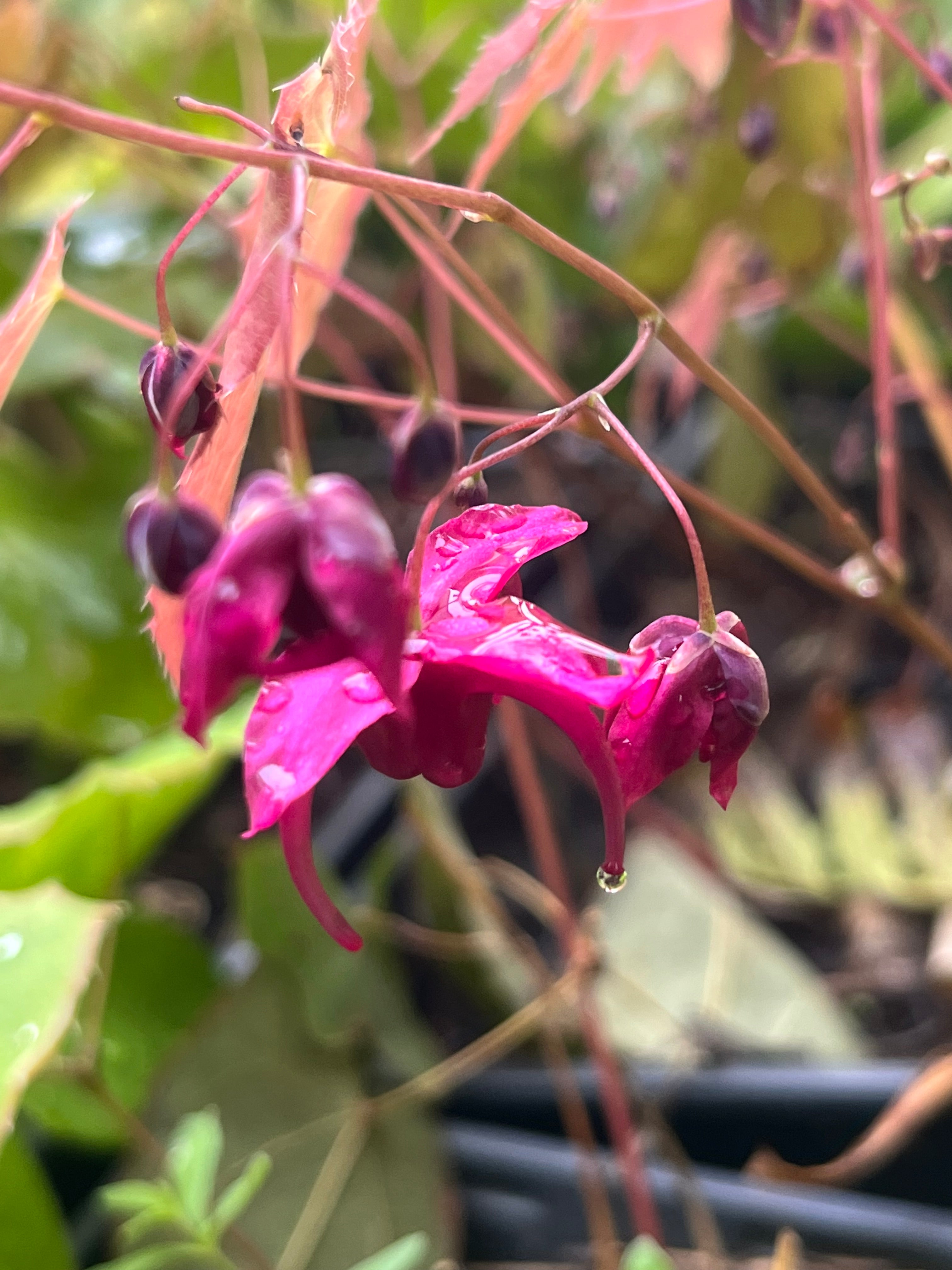 Shop – Page 15 – Edulis