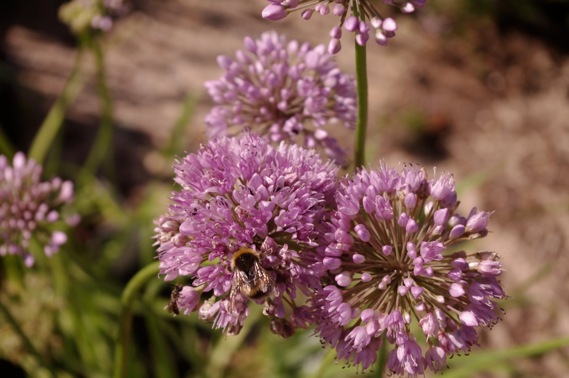 Allium nutans – Edulis