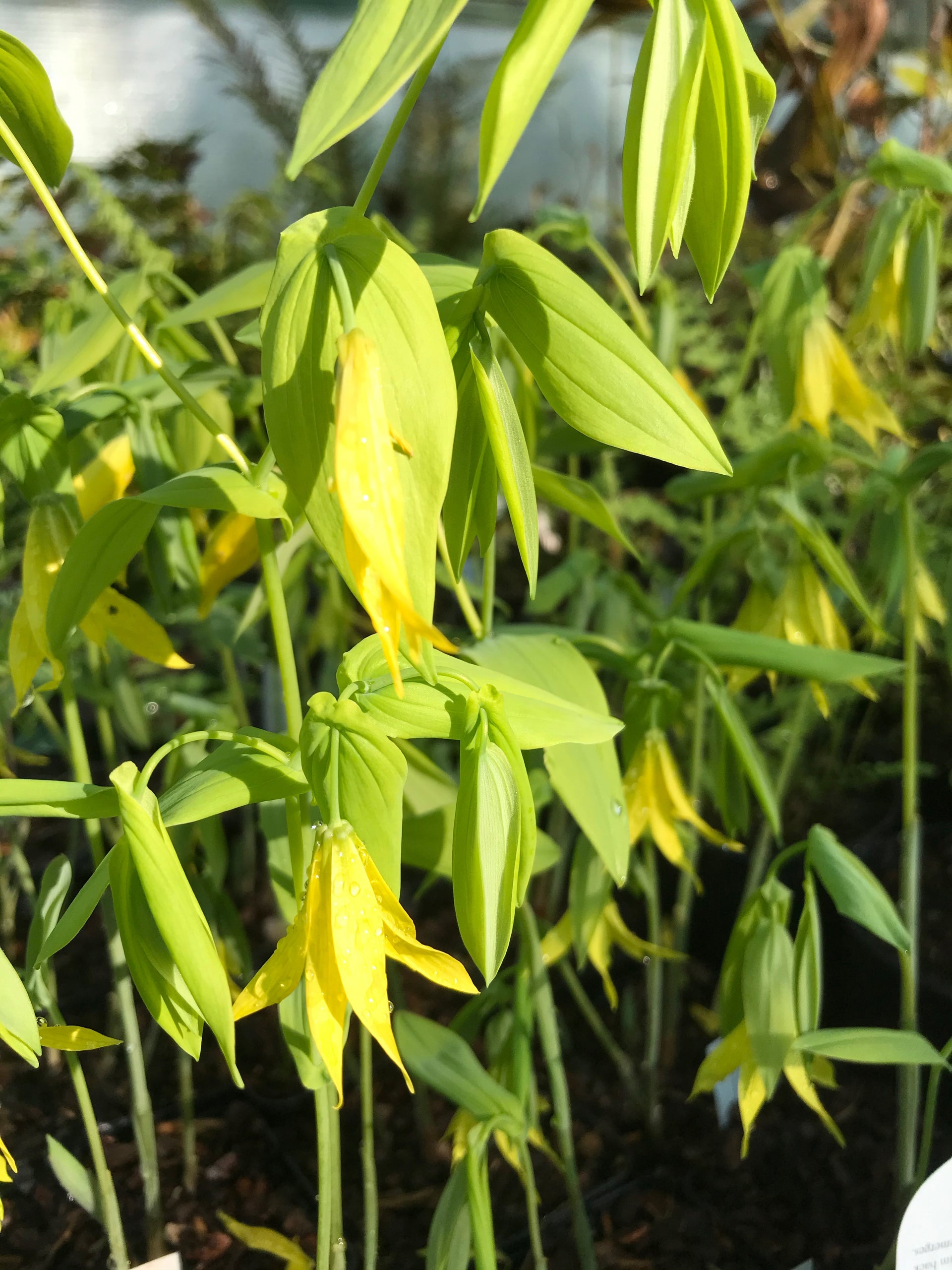 Uvularia Perfoliata