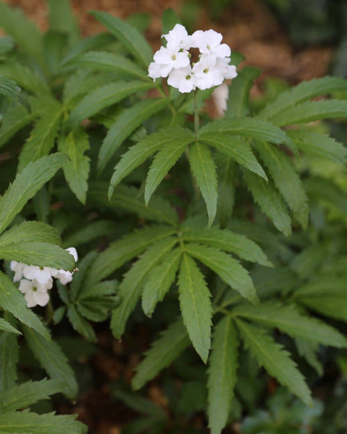 Shop – Page 13 – Edulis