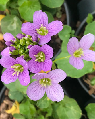 Shop – Page 2 – Edulis