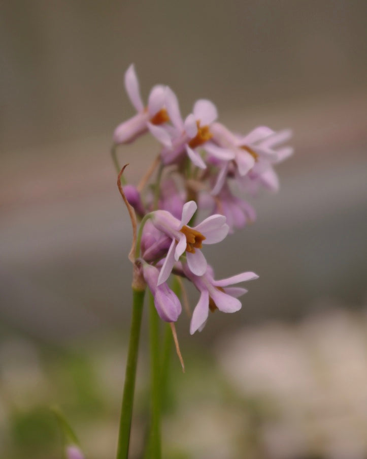 Shop – Page 4 – Edulis