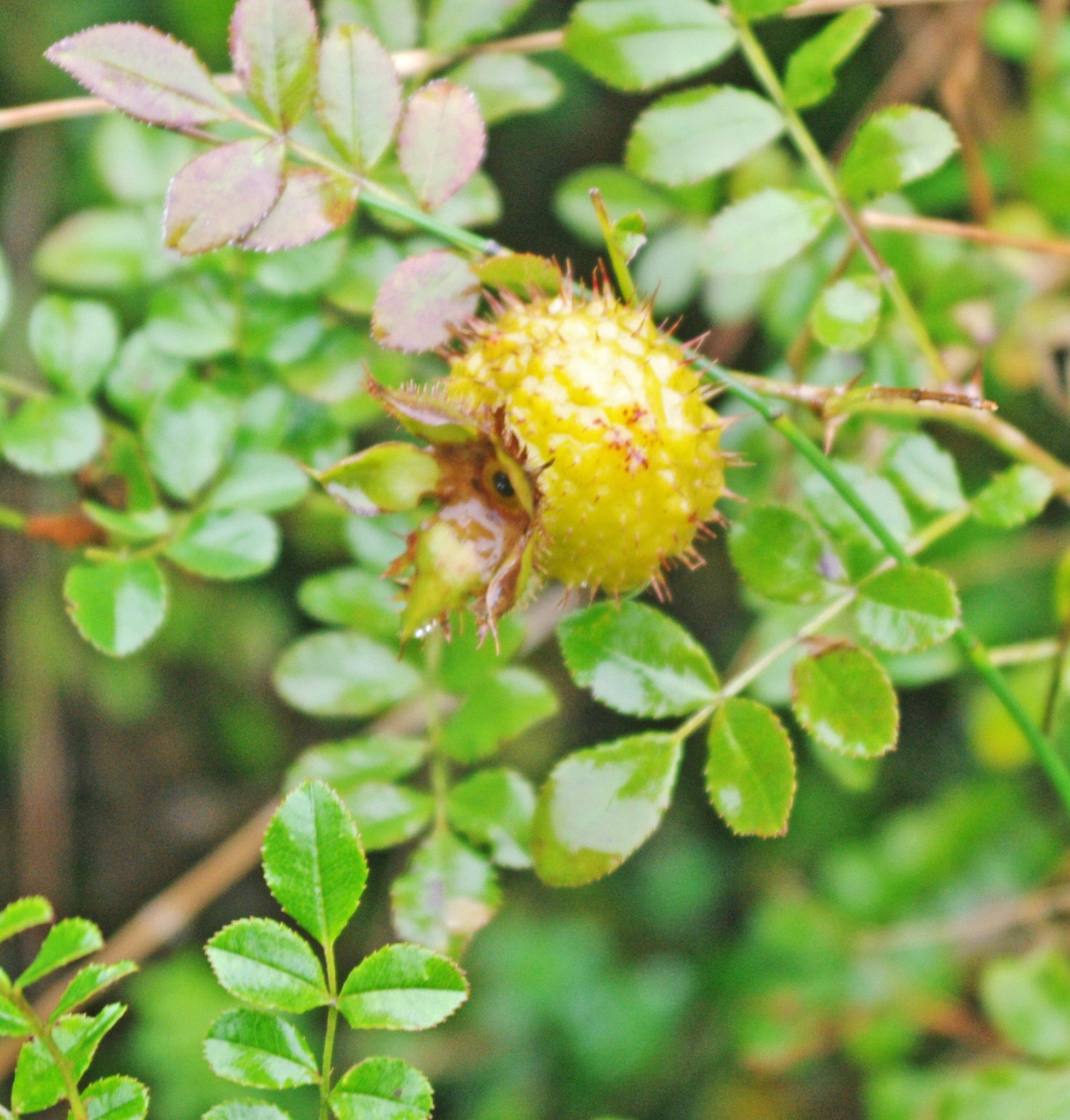 Shop – Page 10 – Edulis